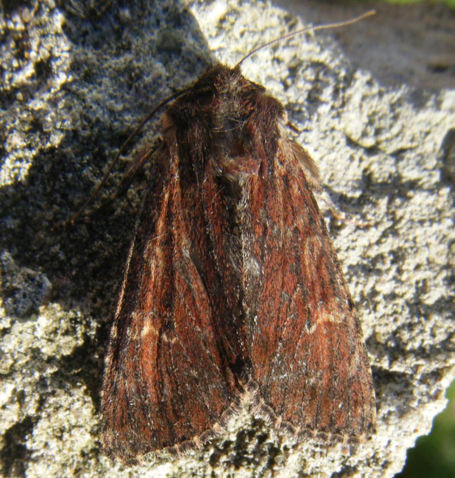 Clouded-bordered Brindle | NatureSpot